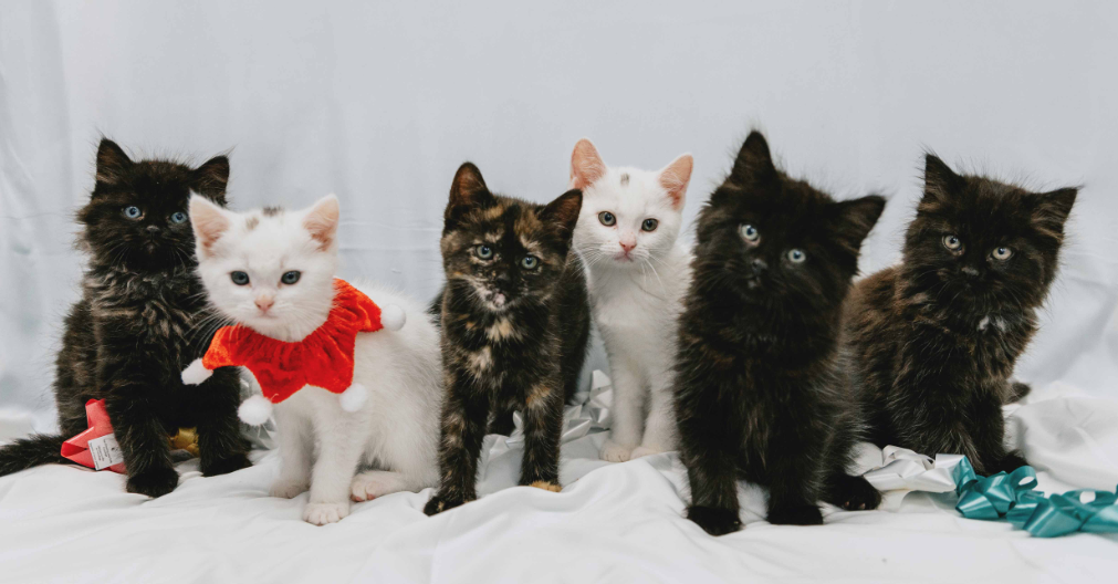 The Ontario SPCA Helped More Than 500 Animals Find Homes This Holiday ...